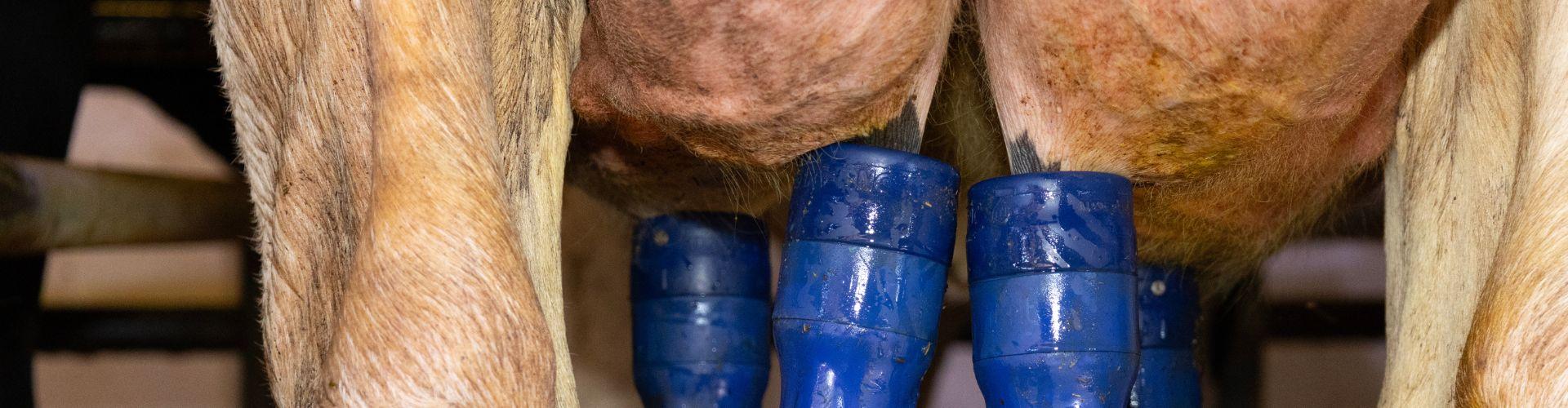 Silicone Dairy Inflations | milkrite | InterPuls